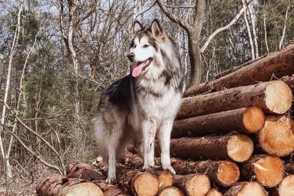 Alaskan Malamute Wolf Mix (Wolamute): Info, Pictures & Facts