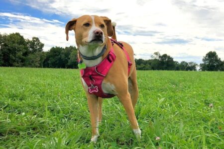 Australian Shepherd Boxer Mix: Info, Pictures, Traits & Facts