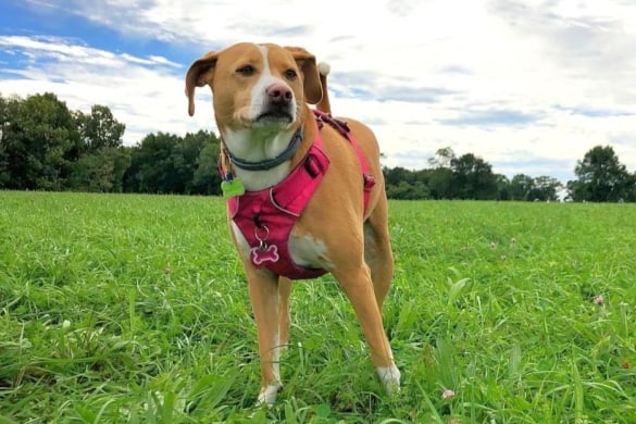 Australian Shepherd Boxer Mix: Info, Pictures, Traits & Facts
