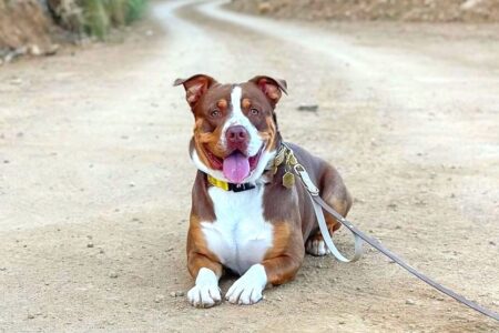 Australian Shepherd Bulldog Mix (Bull-Aussie): Facts & Pictures