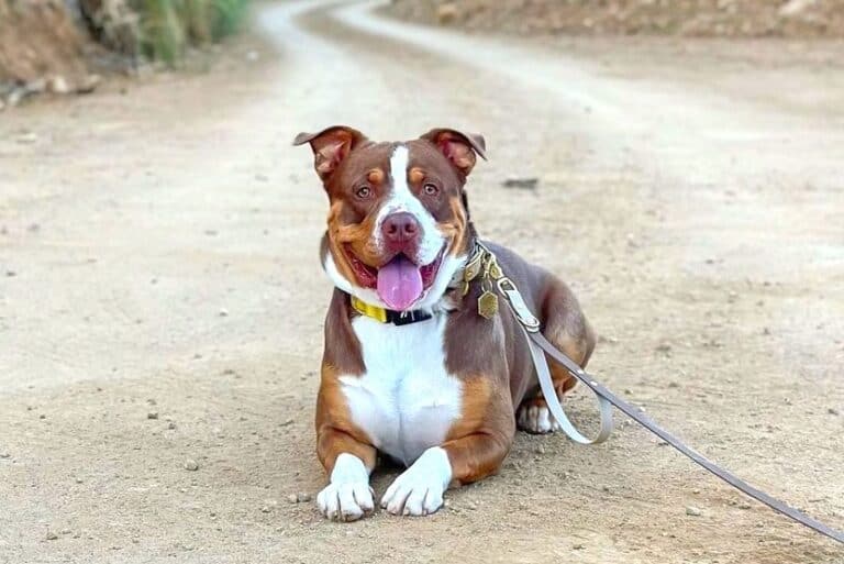 Australian Shepherd Bulldog Mix (Bull-Aussie): Facts & Pictures