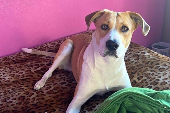 Great Dane Australian Shepherd Mix: Info, Pictures & Facts