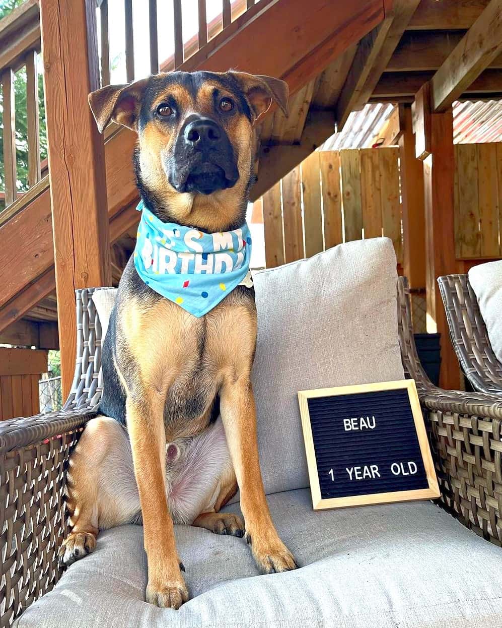 Jack Russell Australian Shepherd Mix: Info, Pictures & Facts