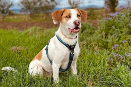 Border Collie Lab Mix (Borador): Breed Info, Pictures & Facts