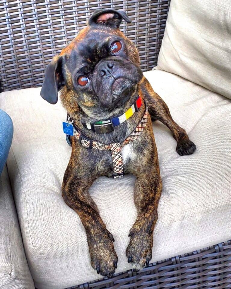 Boston Terrier Pug Mix: Info, Pictures, Traits & Facts