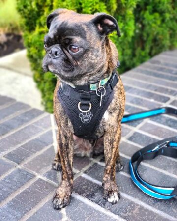 Boston Terrier Pug Mix: Info, Pictures, Traits & Facts