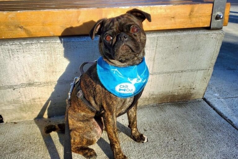 Boston Terrier Pug Mix: Info, Pictures, Traits & Facts