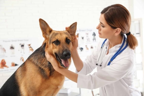 Dog Smegma: Causes & How to Get Rid of It