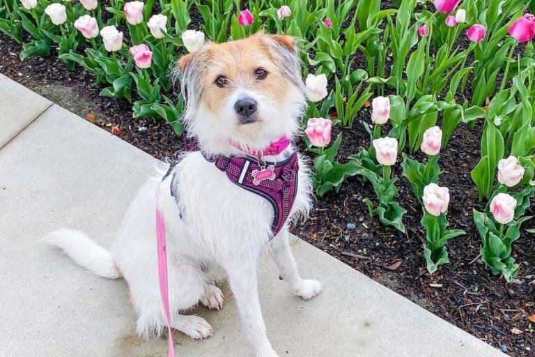 Jack Russell Australian Shepherd Mix: Info, Pictures & Facts