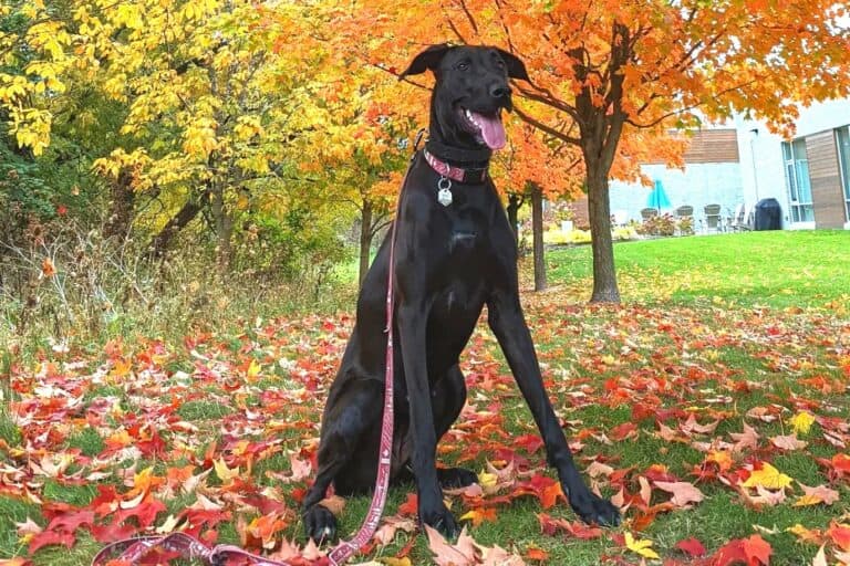 King Doberman: Breed Info, Traits & Facts (With Pictures)