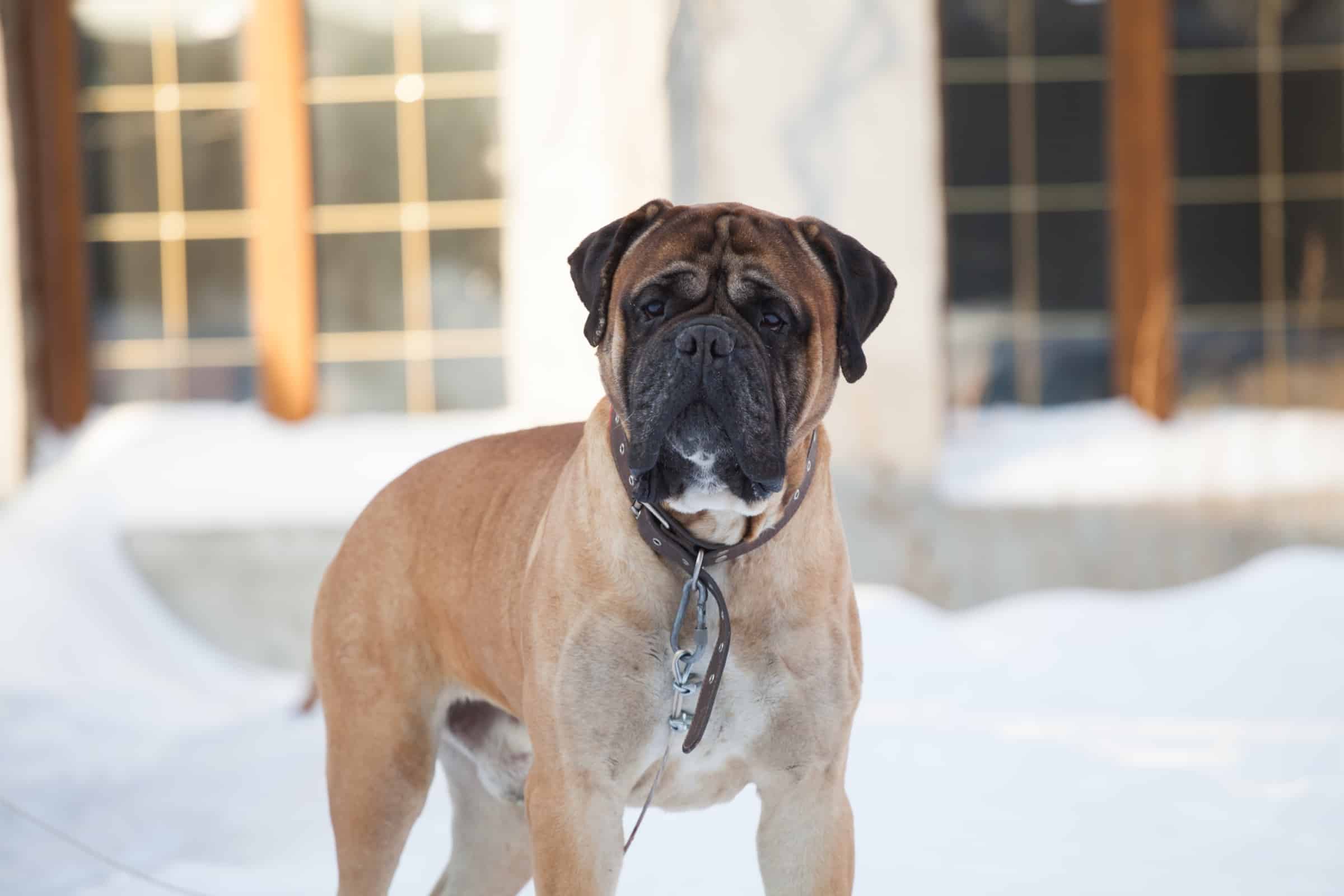 Male vs. Female Mastiff: Which Is Better? - Happy Dog Breeds