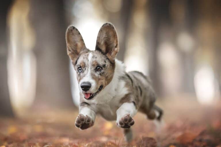 Merle Corgi: Facts, Appearance, Genetics & Pictures