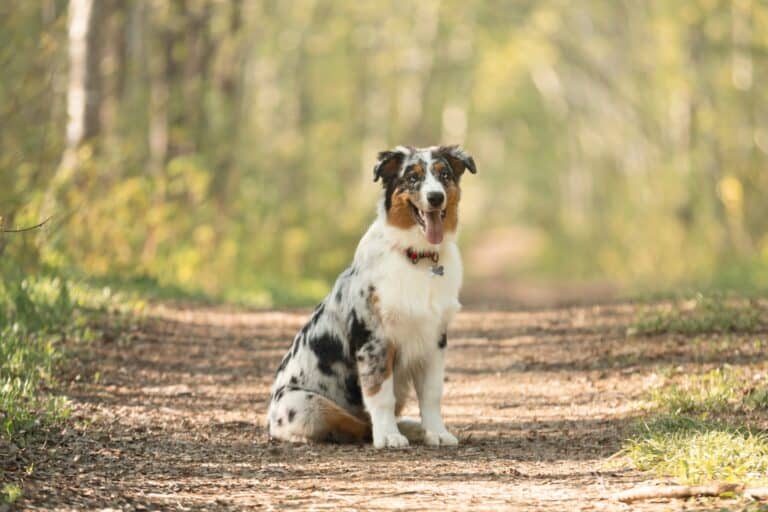 Tri-Color Australian Shepherd: Facts, Genetics, Pictures & More