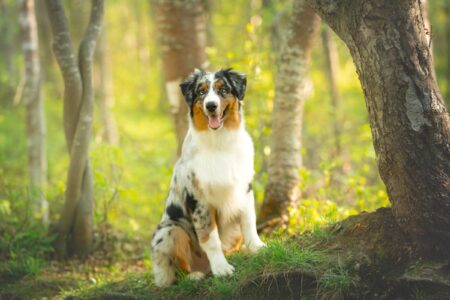 Tri-Color Australian Shepherd: Facts, Genetics, Pictures & More