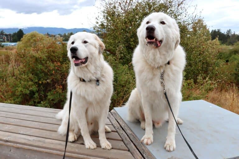 7 Great Pyrenees Colors & Markings (With Pictures)