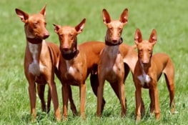 35 Adorable Dog Breeds With Pointy Ears (With Pictures)