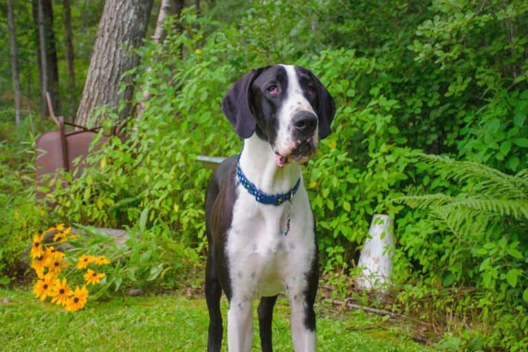 10 Best Great Dane Breeders (2025 Updated)