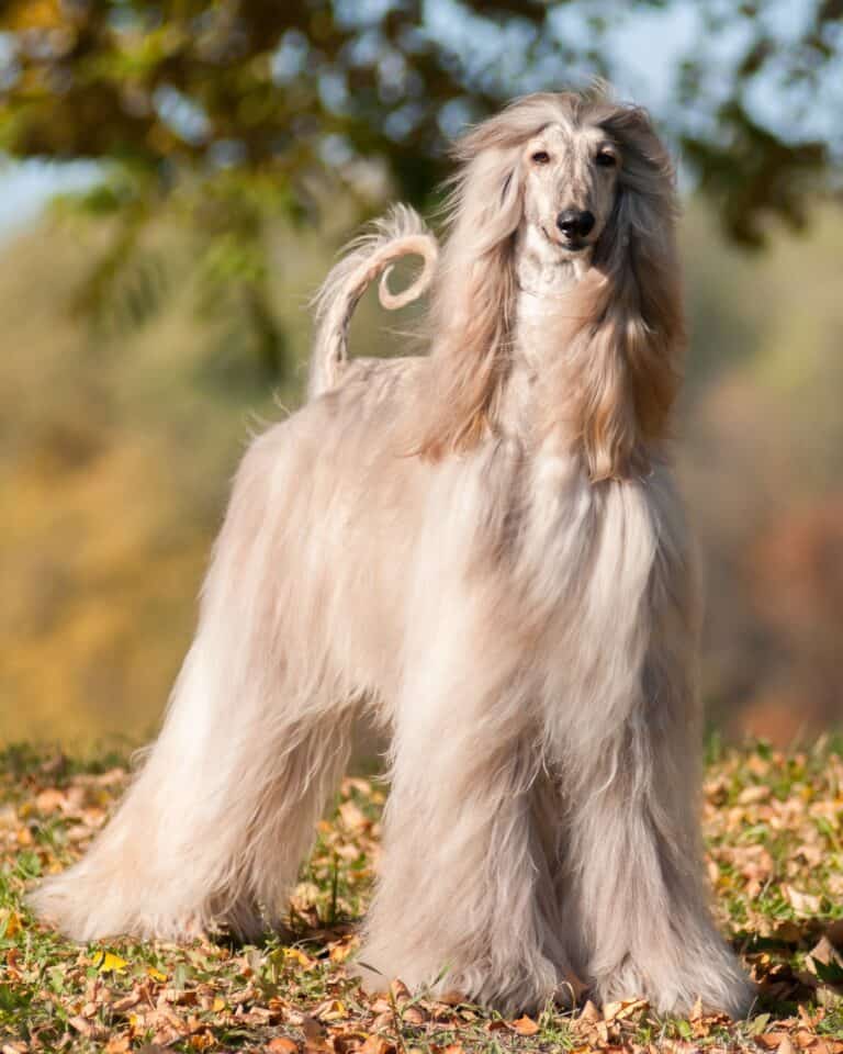 20 Best Tall Skinny Dog Breeds (With Pictures)
