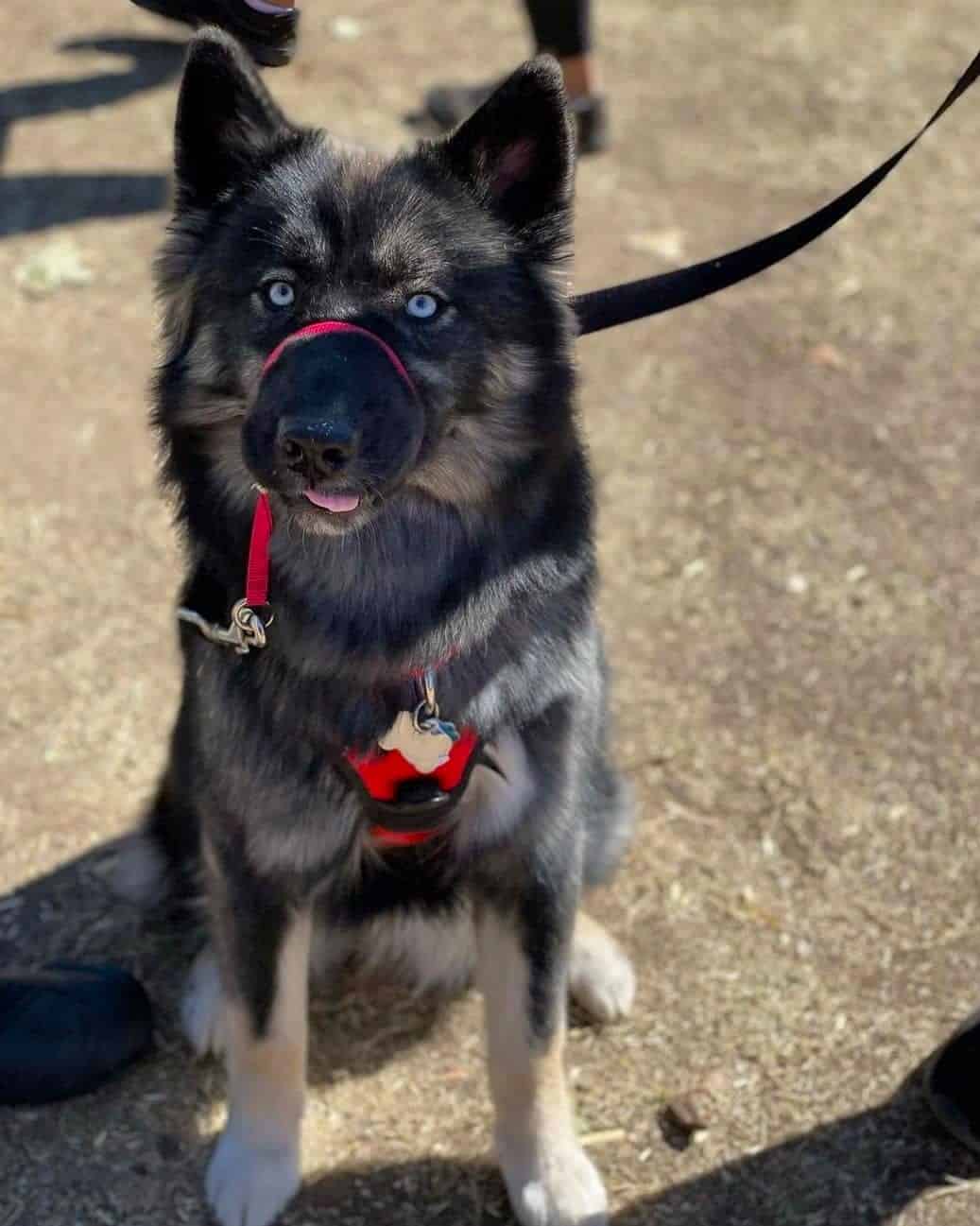 20 Siberian Husky Colors, Markings & Patterns (With Pictures)