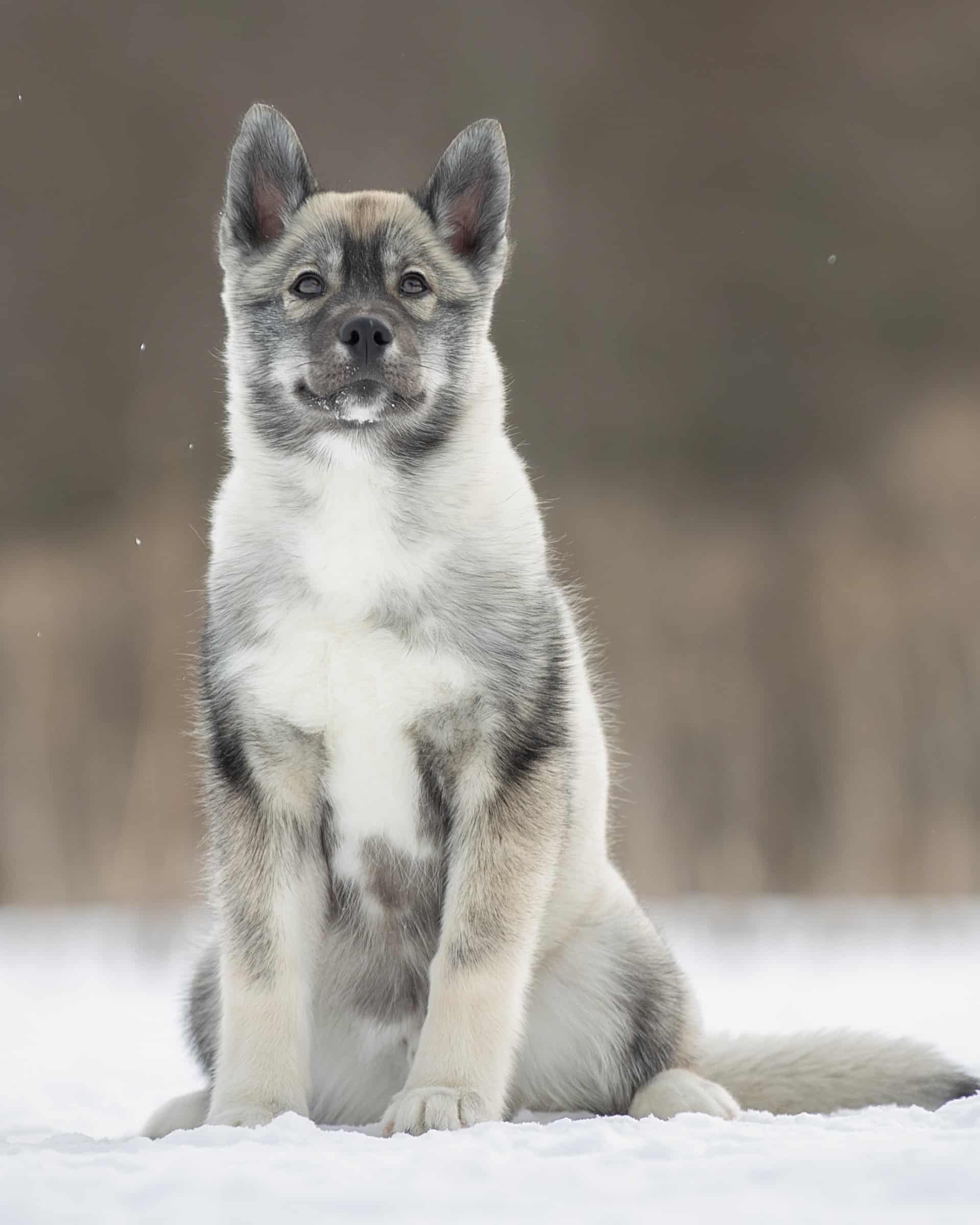 20 Siberian Husky Colors, Markings & Patterns (With Pictures)