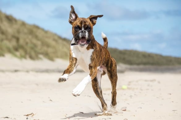 Miniature Labrador: An Ultimate Guide to the Mini Labrador