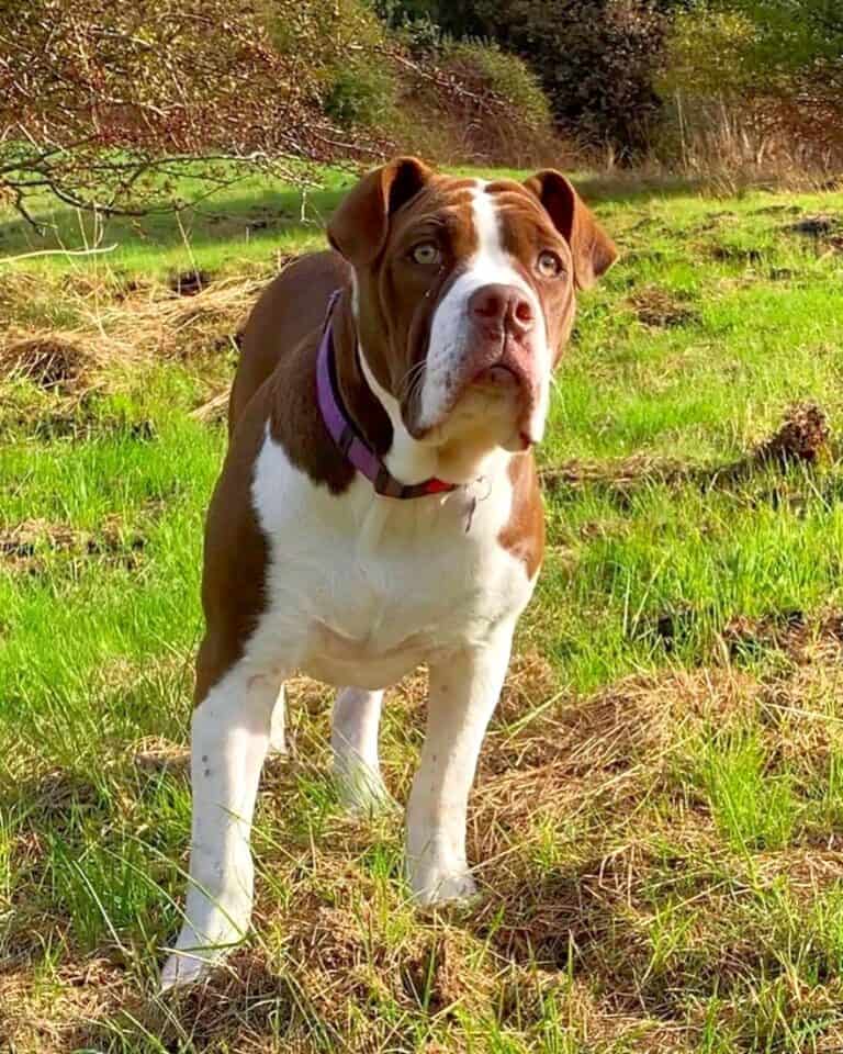 Alapaha Blue Blood Bulldog | Breed Info, Pictures & Facts