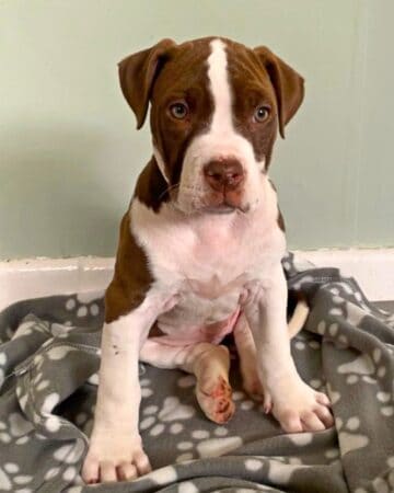 Alapaha Blue Blood Bulldog | Breed Info, Pictures & Facts