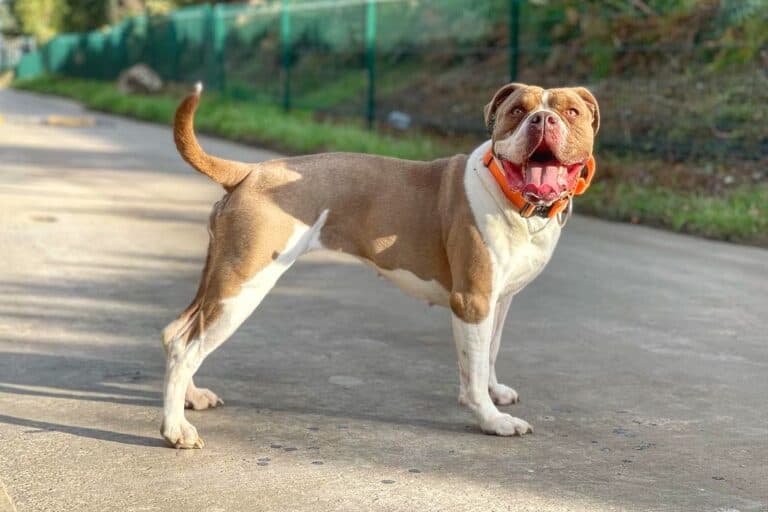 Alapaha Blue Blood Bulldog | Breed Info, Pictures & Facts