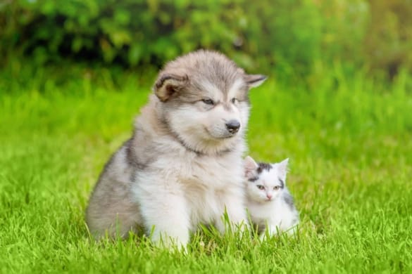 10 Best Mastiff Breeders (2025 Updated) - Happy Dog Breeds