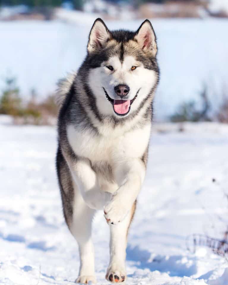 30 Dogs That Look Like Huskies (With Pictures)