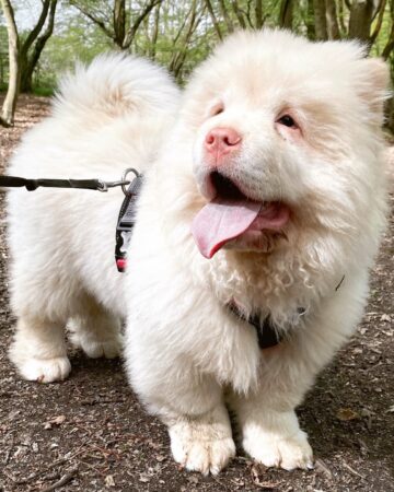 13 Chow Chow Colors, Markings & Patterns (With Pictures)