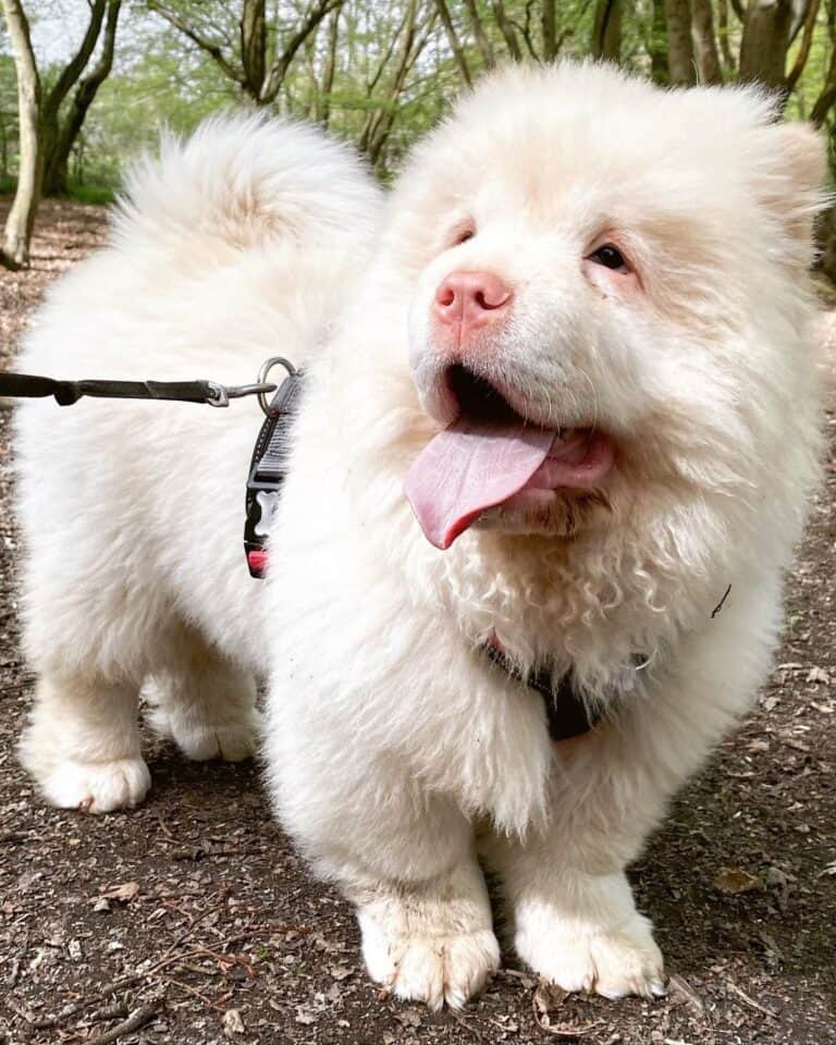 13 Chow Chow Colors, Markings & Patterns (With Pictures)