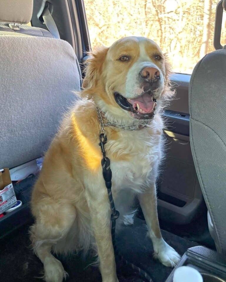 American Bulldog Great Pyrenees Mix: Info, Pictures & Facts