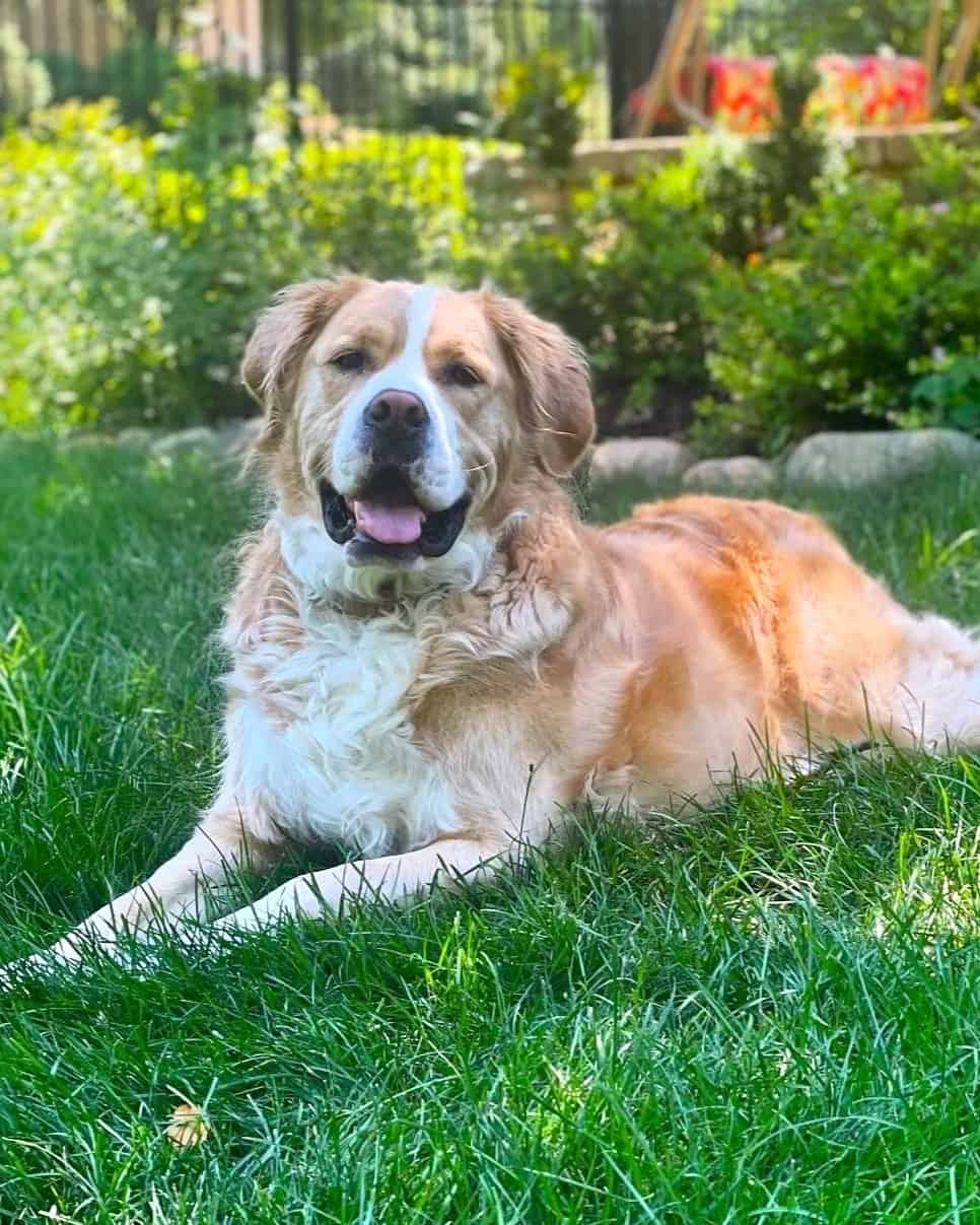 American Bulldog Great Pyrenees Mix: Info, Pictures & Facts