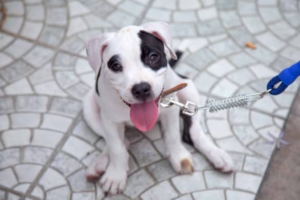 10 Best Australian Cattle Dog Breeders (2025 Updated)