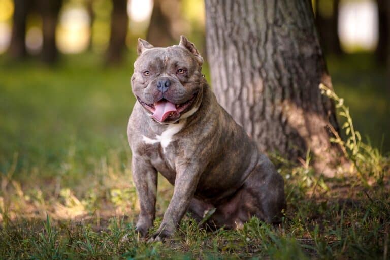 16 American Bulldog Colors & Markings (With Pictures)