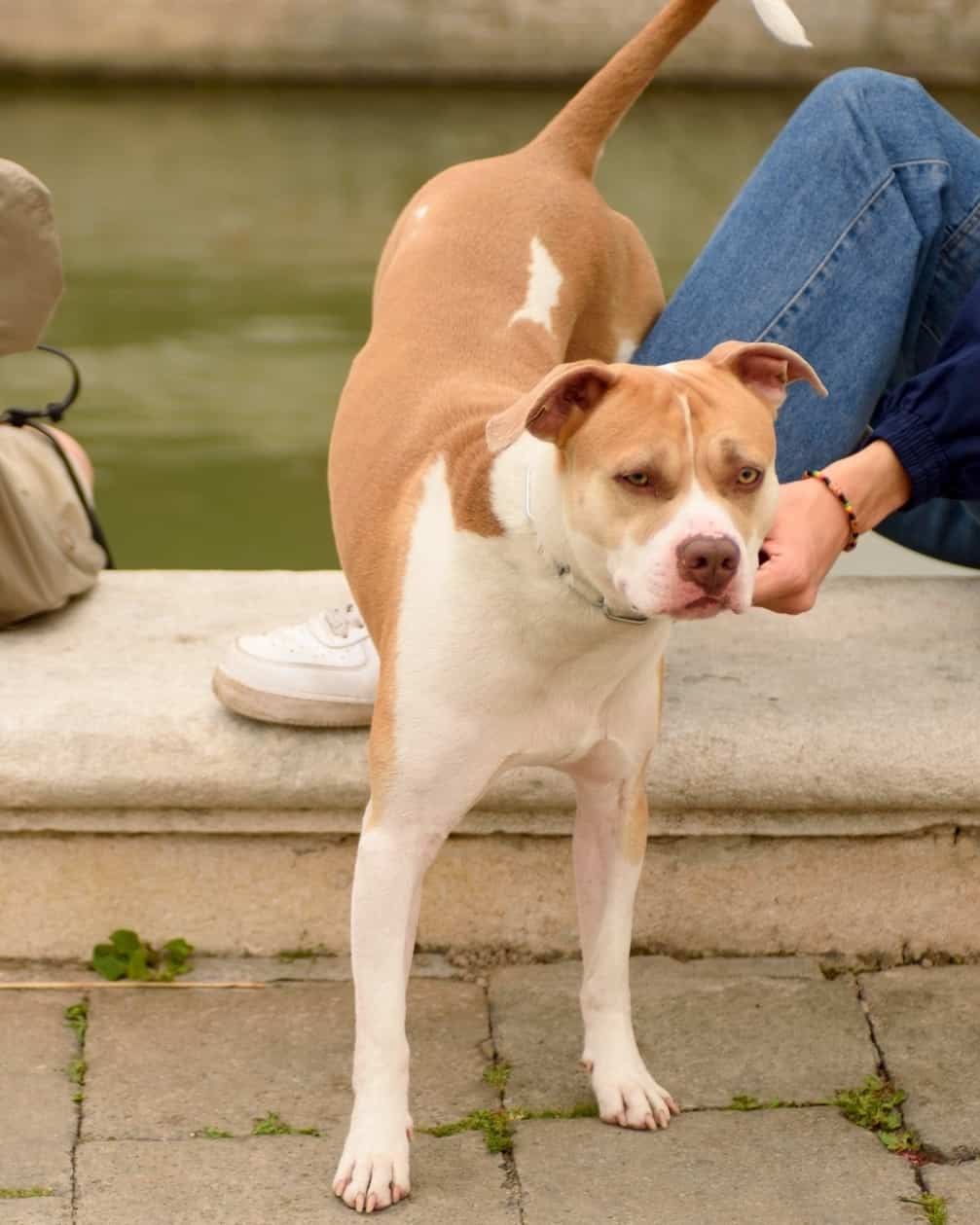 16 American Bulldog Colors & Markings (With Pictures)