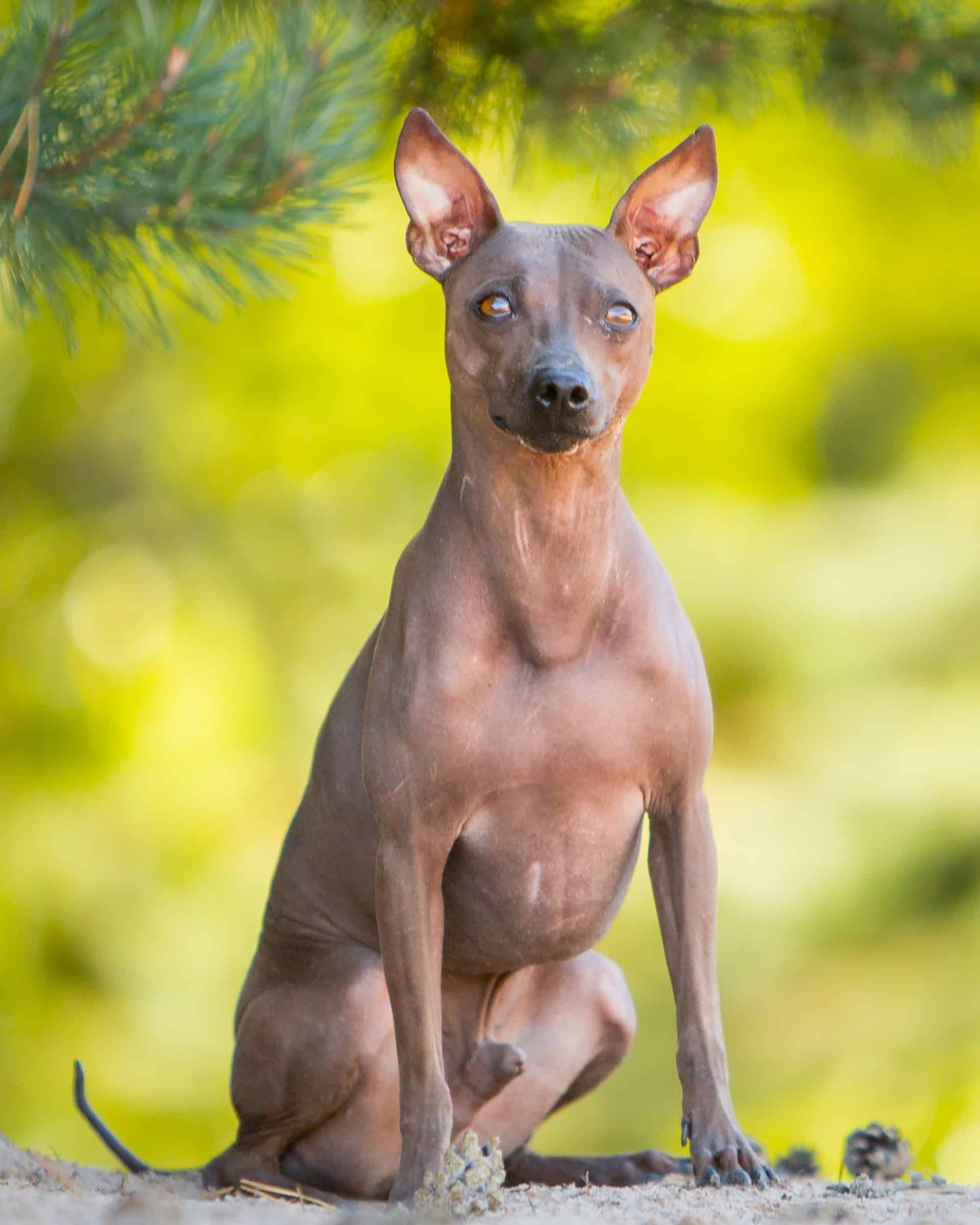24 Small Dog Breeds With Short Hair (Low Grooming Needs)