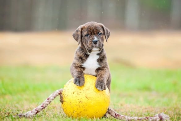 10 Best Shih Tzu Breeders (2025 Updated) - Happy Dog Breeds