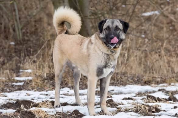 10 Best Cockapoo Breeders (2025 Updated)