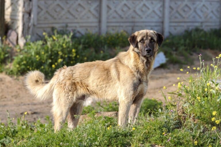 10 Best Anatolian Shepherd Breeders (2025 Updated)