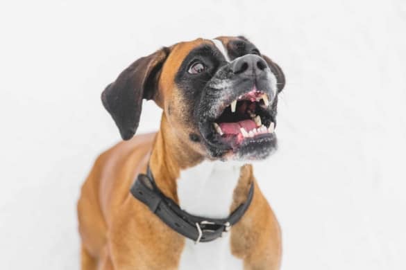Are Boxer Dogs Aggressive? Causes of Aggression & What to Do