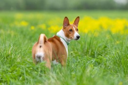 How Much Does a Basenji Cost? (2025 Updated)