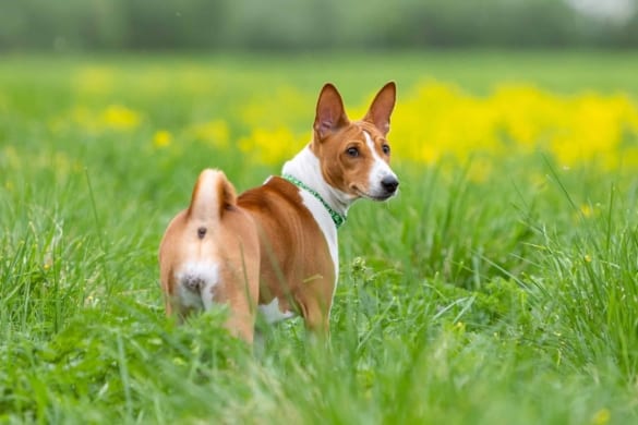 How Much Does a Basenji Cost? (2025 Updated)