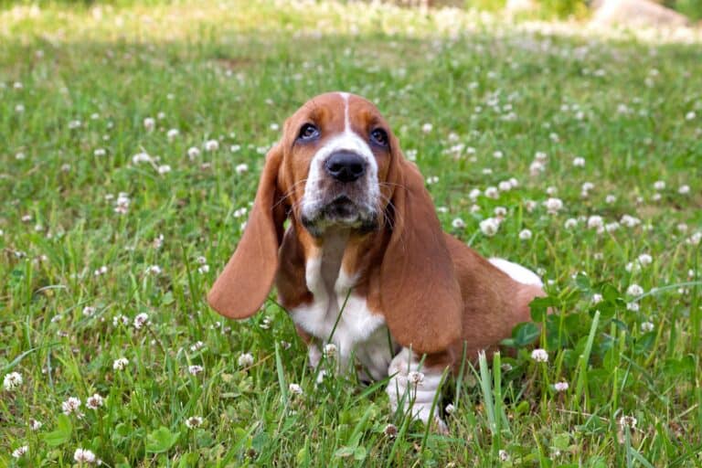 How Much Does a Basset Hound Cost? (2026 Updated)