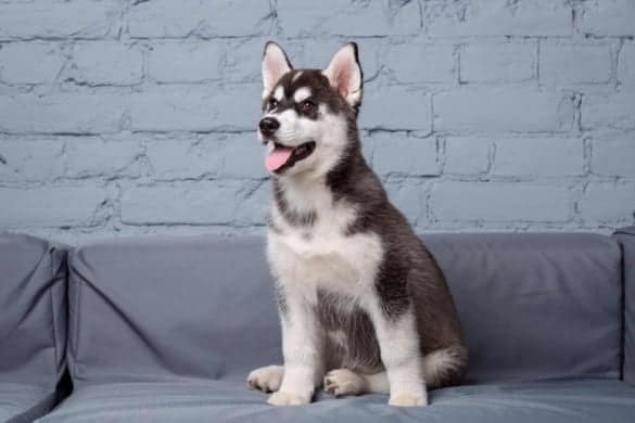 How Much Does a Husky Cost? (2025 Updated)