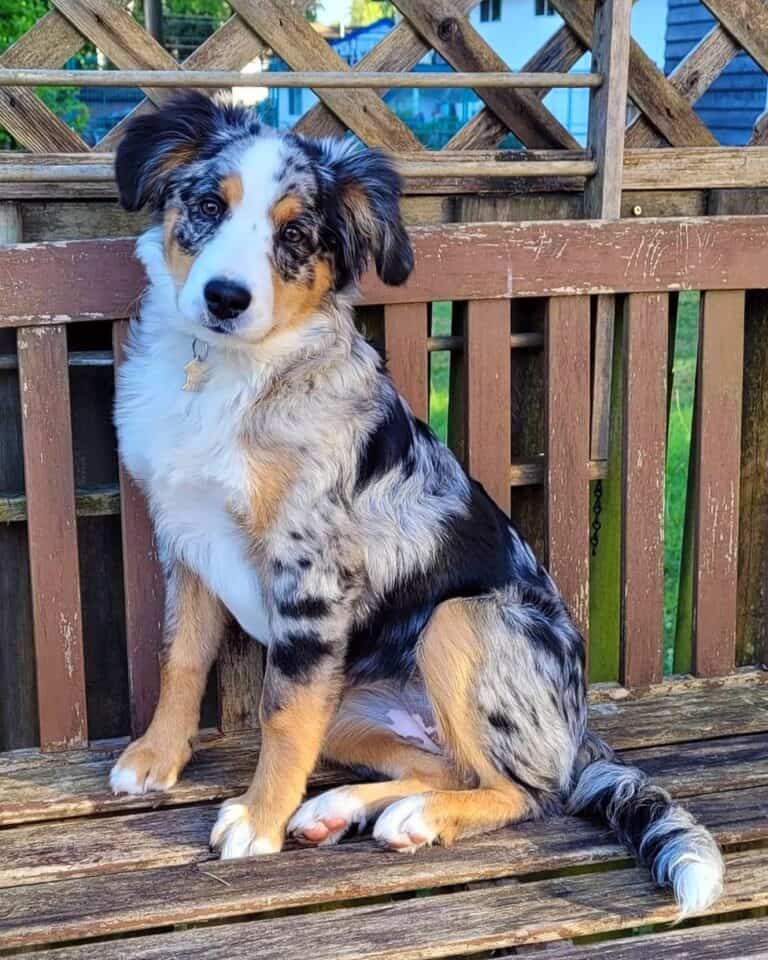 Australian Shepherd Bernese Mountain Dog Mix Breed Guide