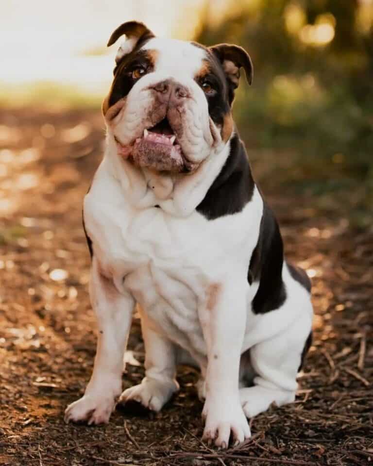 20 Types of Bulldog Breeds: American, English, French & More