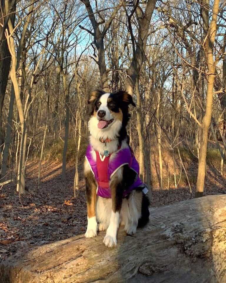 Australian Shepherd Bernese Mountain Dog Mix Breed Guide