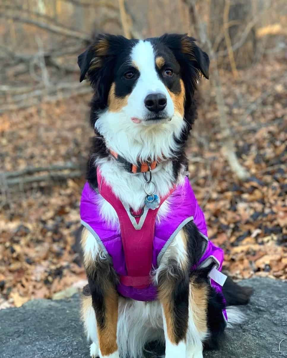 Australian Shepherd Bernese Mountain Dog Mix Breed Guide